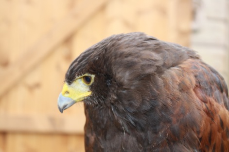 Ancient Art Falconry - Meet Our Harris Hawks, Cornwall UK