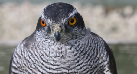 Ancient Art Falconry - Spike, Meet our Northern Goshawk