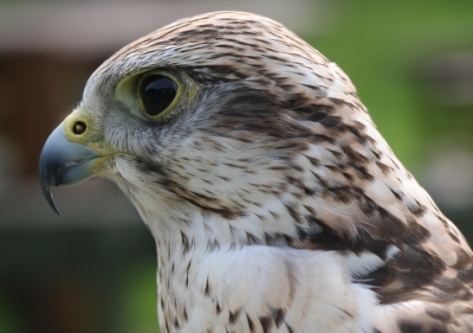 Ancient Art Falconry, Cornwall - Meet Razor - Saker Falcon