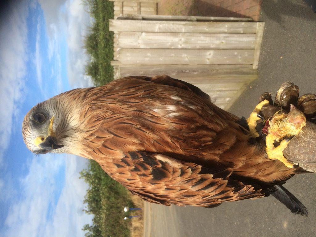 New Bird Arrives: Red Kite - Ancient Art Falconry