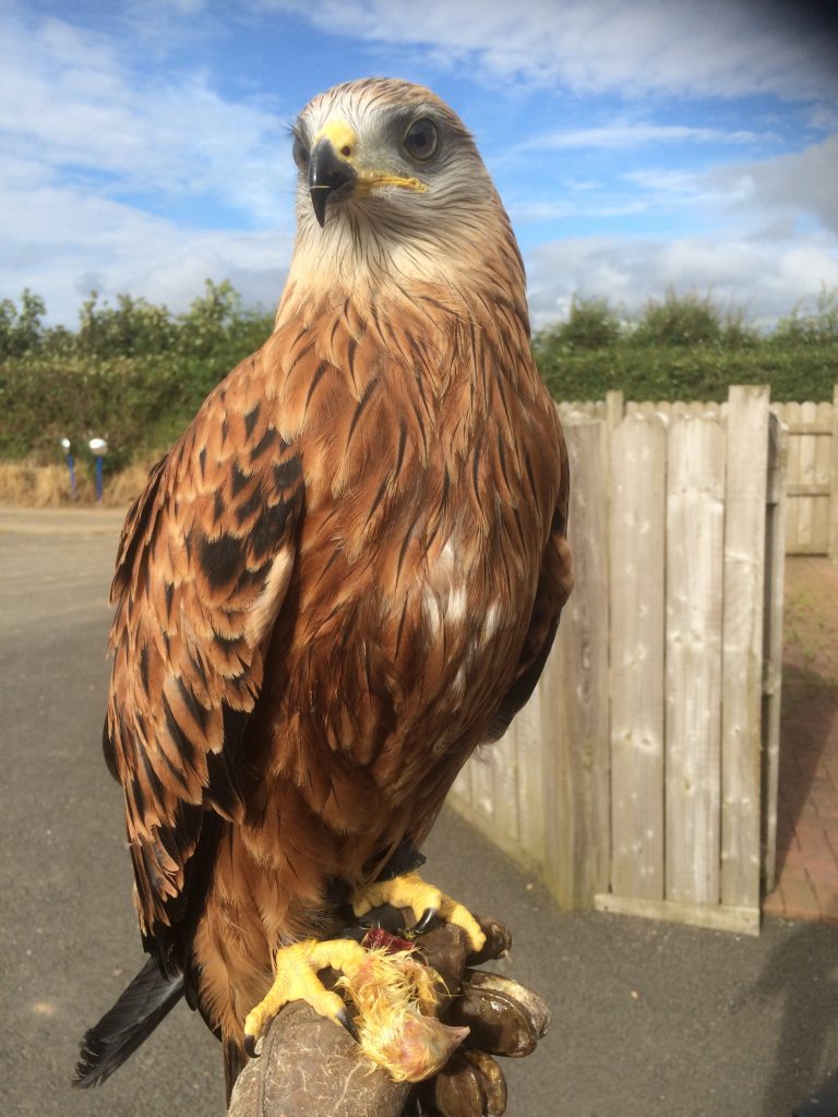 New Bird Arrives: Red Kite - Ancient Art Falconry